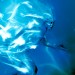 Light Painter Patrick Rochon | Canadian Visual Innovator