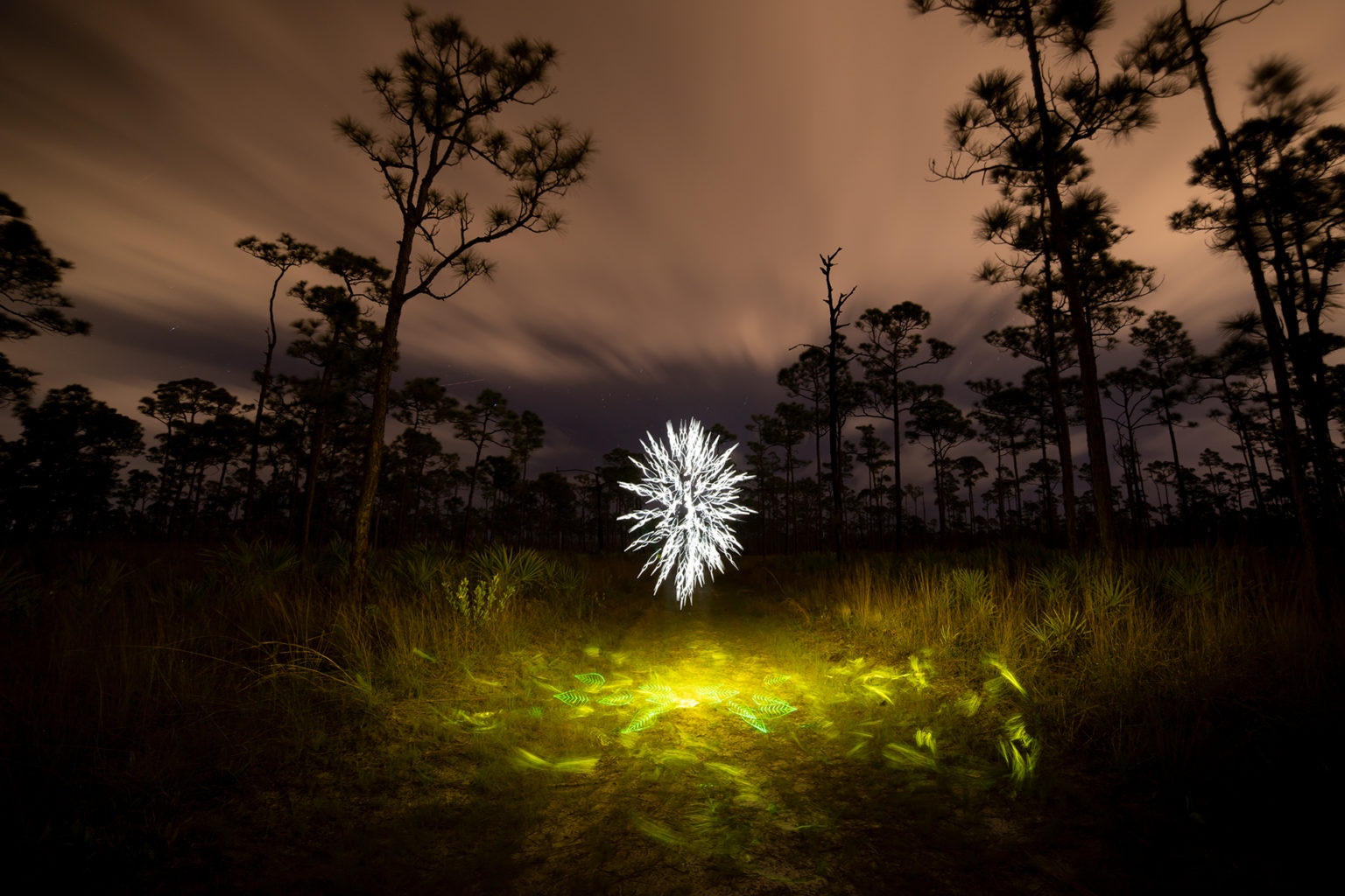 How To Light Paint a Dandelion | Light Painting Photography