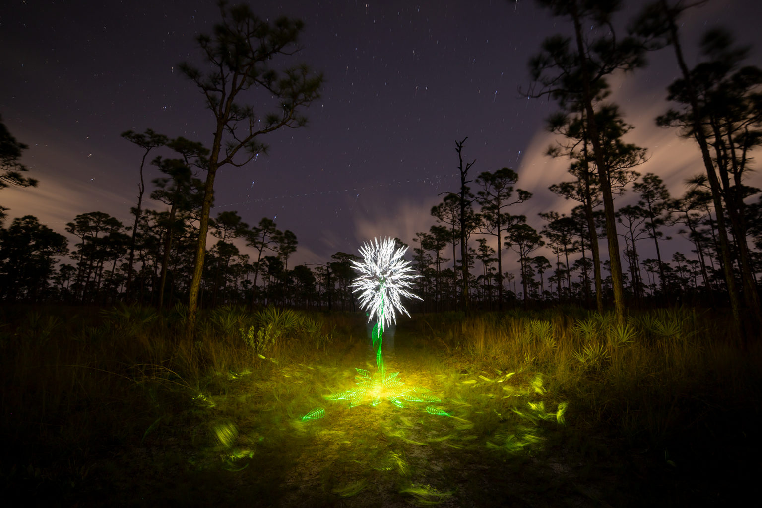 How To Light Paint a Dandelion | Light Painting Photography